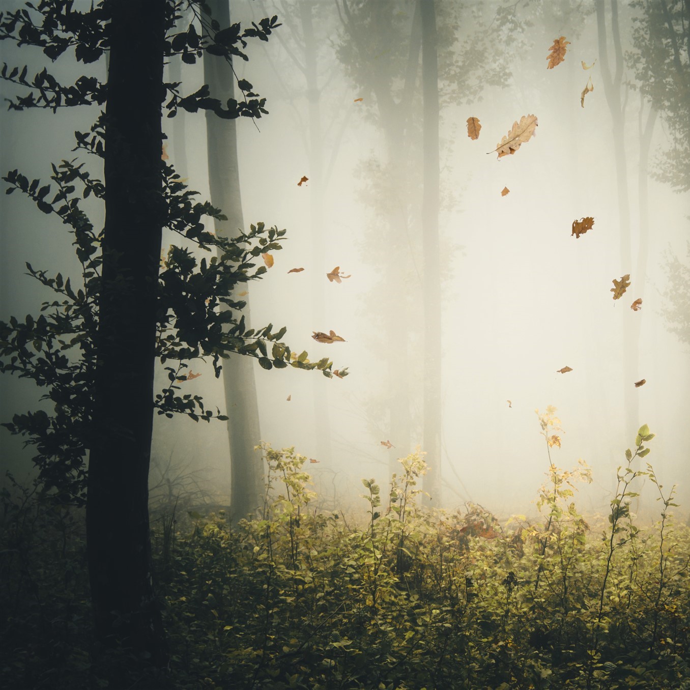 Windy Forest - White Noise Market